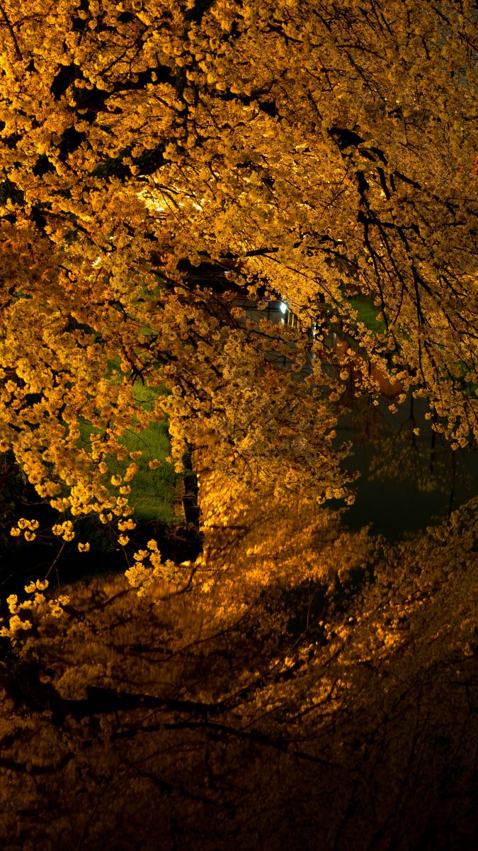 夜桜トンネル | GANREF