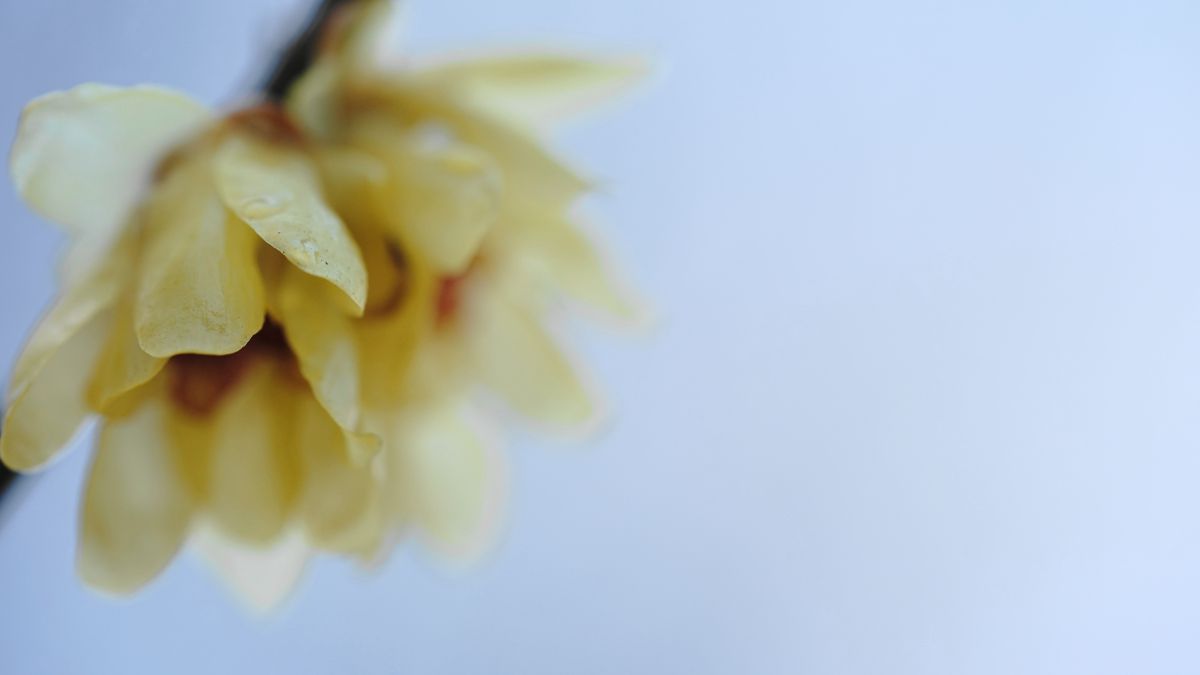 しっとり | GANREF