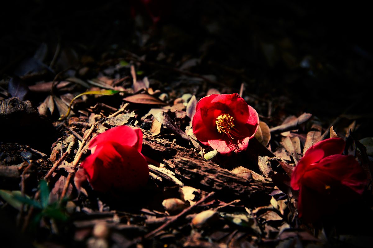 戦場に咲く | GANREF