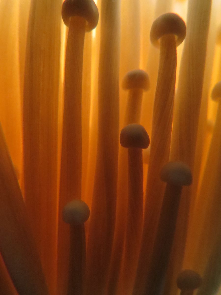 Enoki forest | GANREF