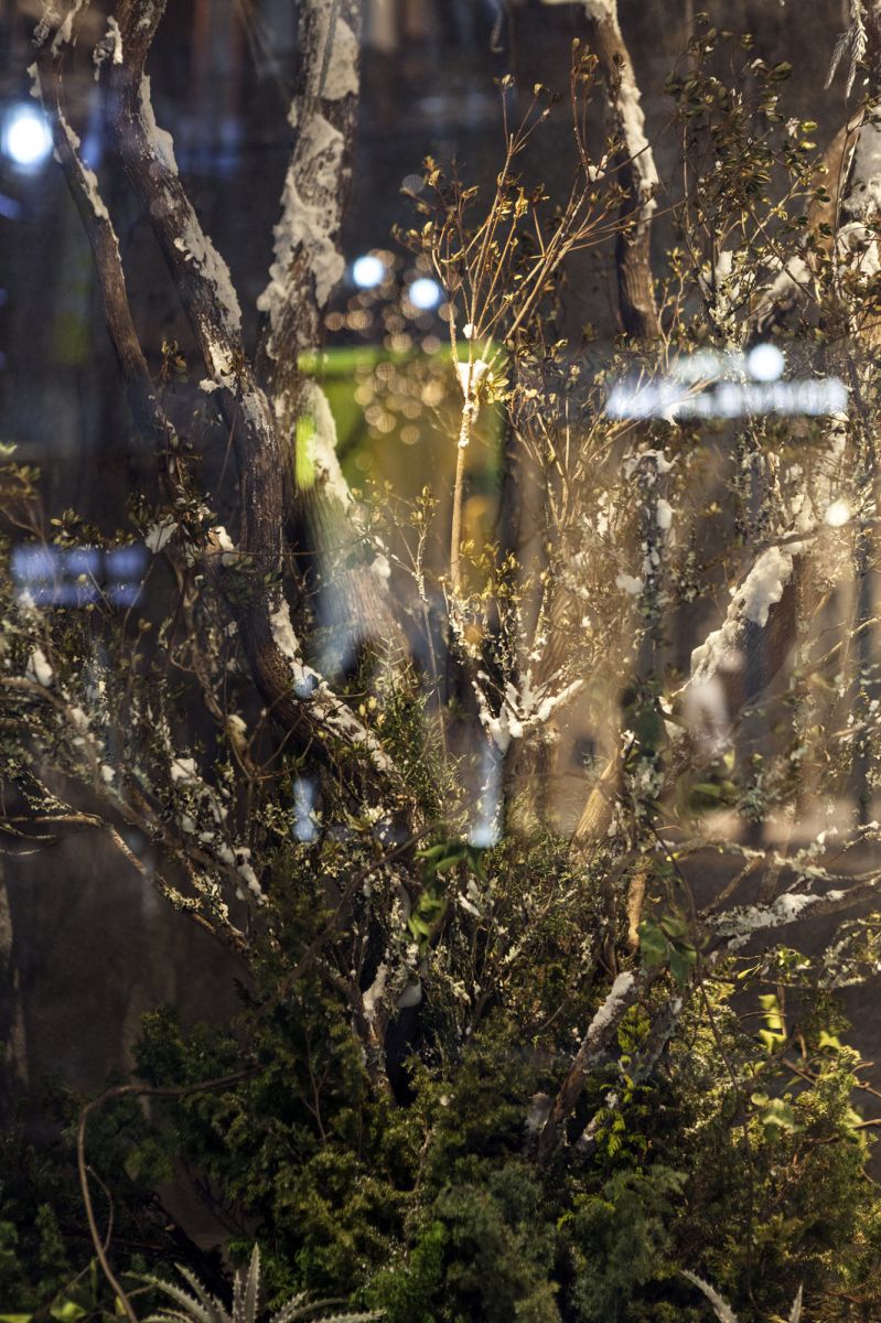 winter display | GANREF