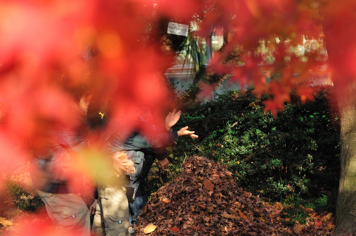 落ち葉積み上げ・・・ | GANREF