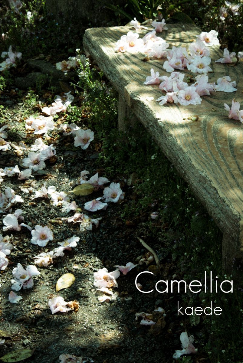 Camellia | GANREF