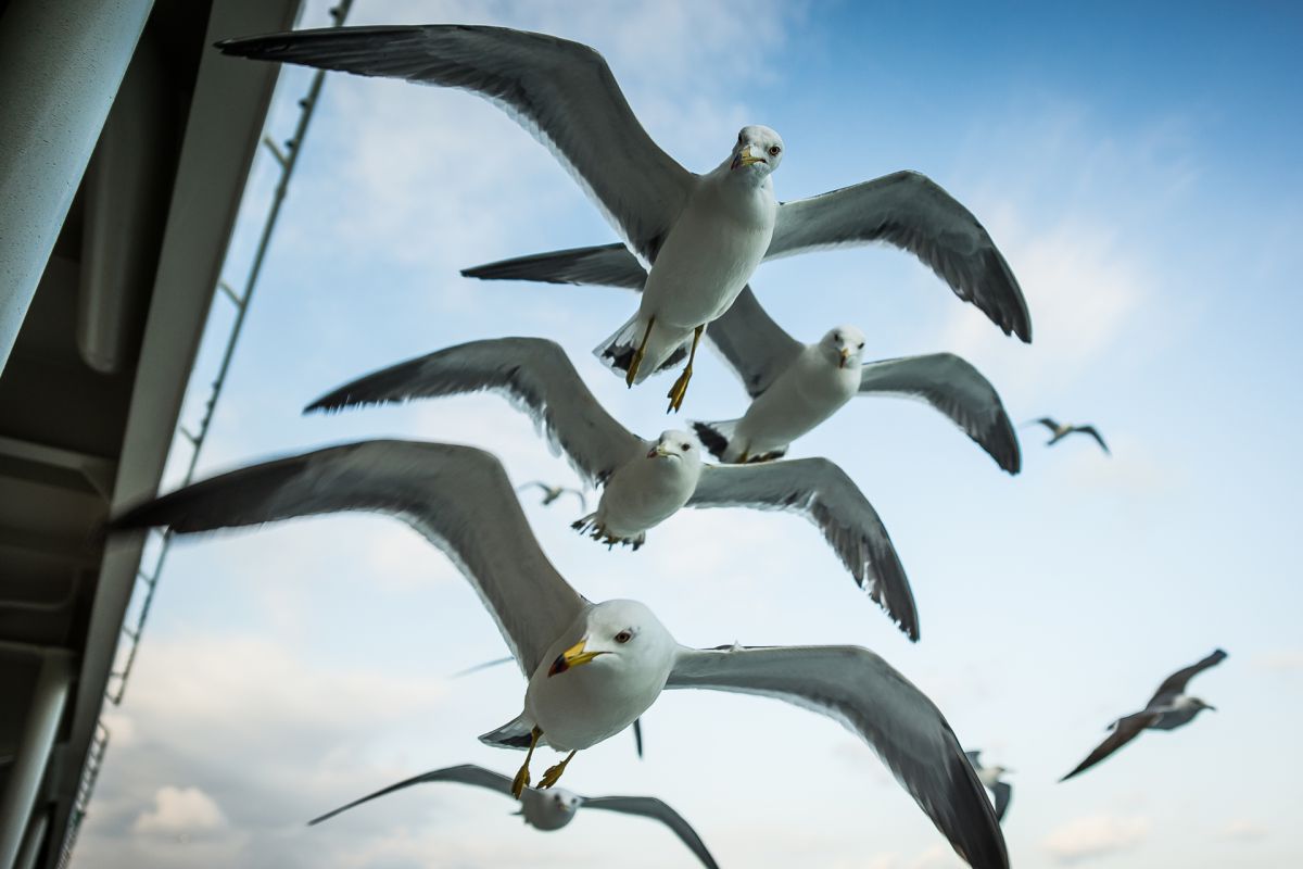 Synchronized hunters | GANREF