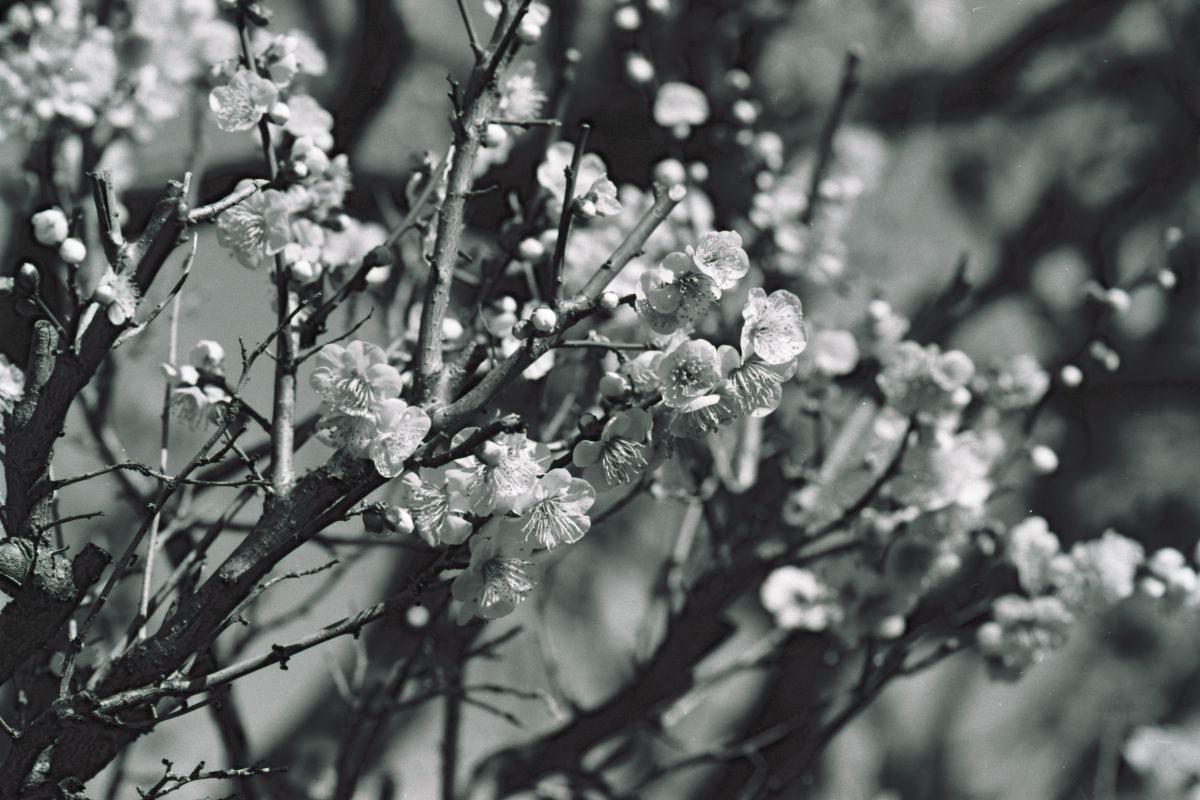 梅満開（fuji neopan100acrosより） | GANREF