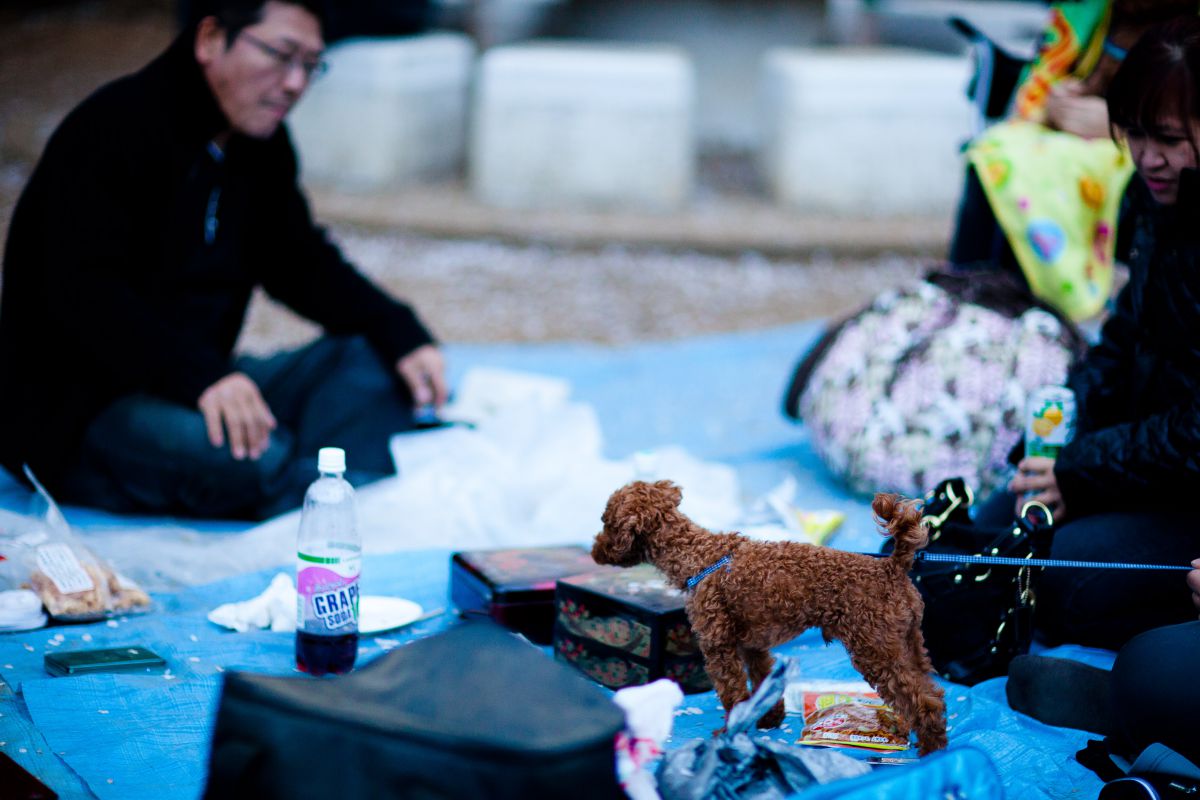 のーみーたーい | GANREF