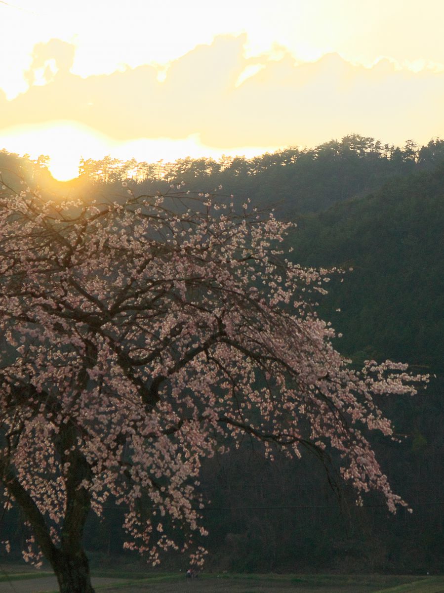 夕日桜 | GANREF