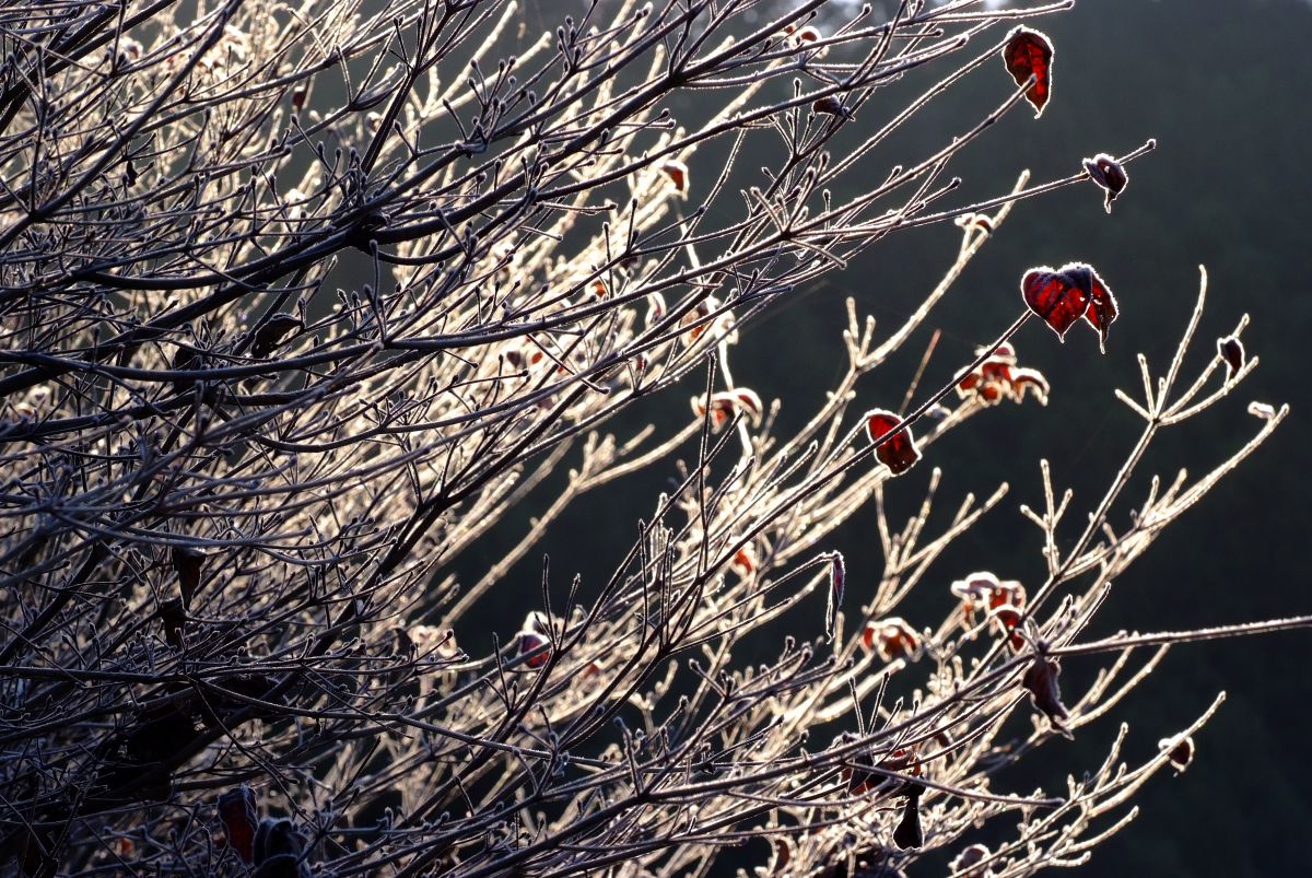 Curtain Call | GANREF