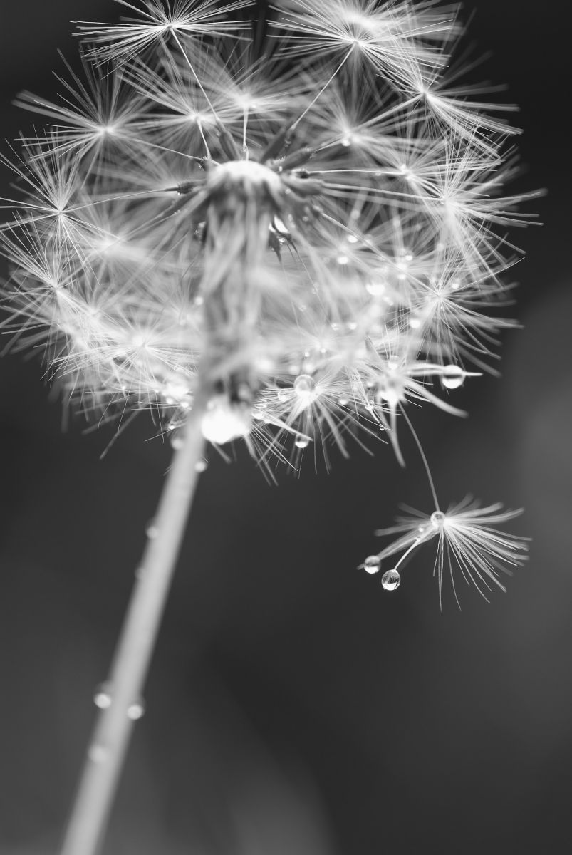 KEEP BALANCE | GANREF