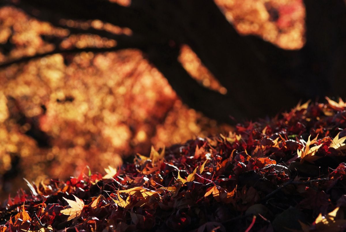 the last scene | GANREF