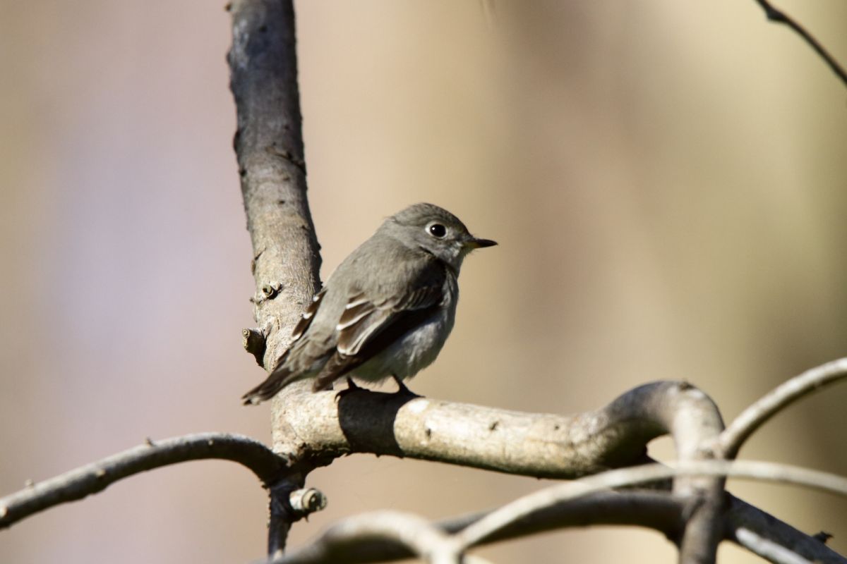 Asian brown flycatcher | GANREF