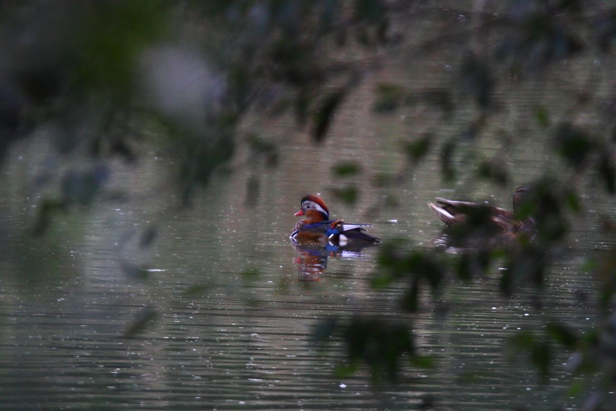 Mandarin duck （若） | GANREF