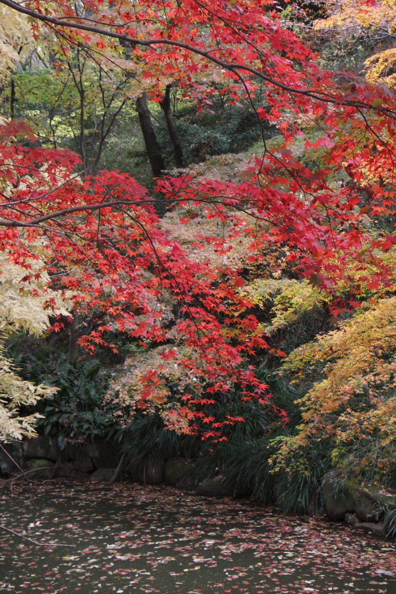 奥池紅葉絵巻04 | GANREF