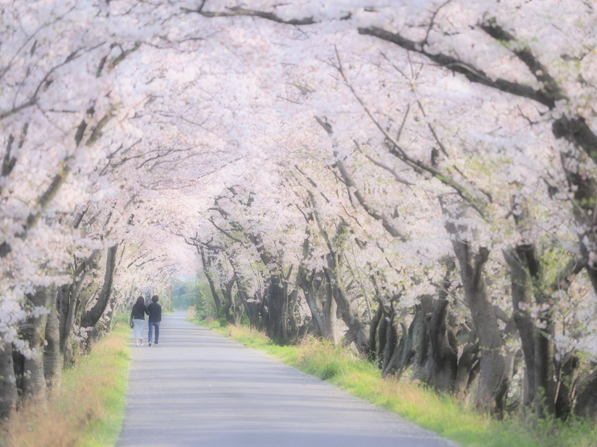 sakura bridge | GANREF