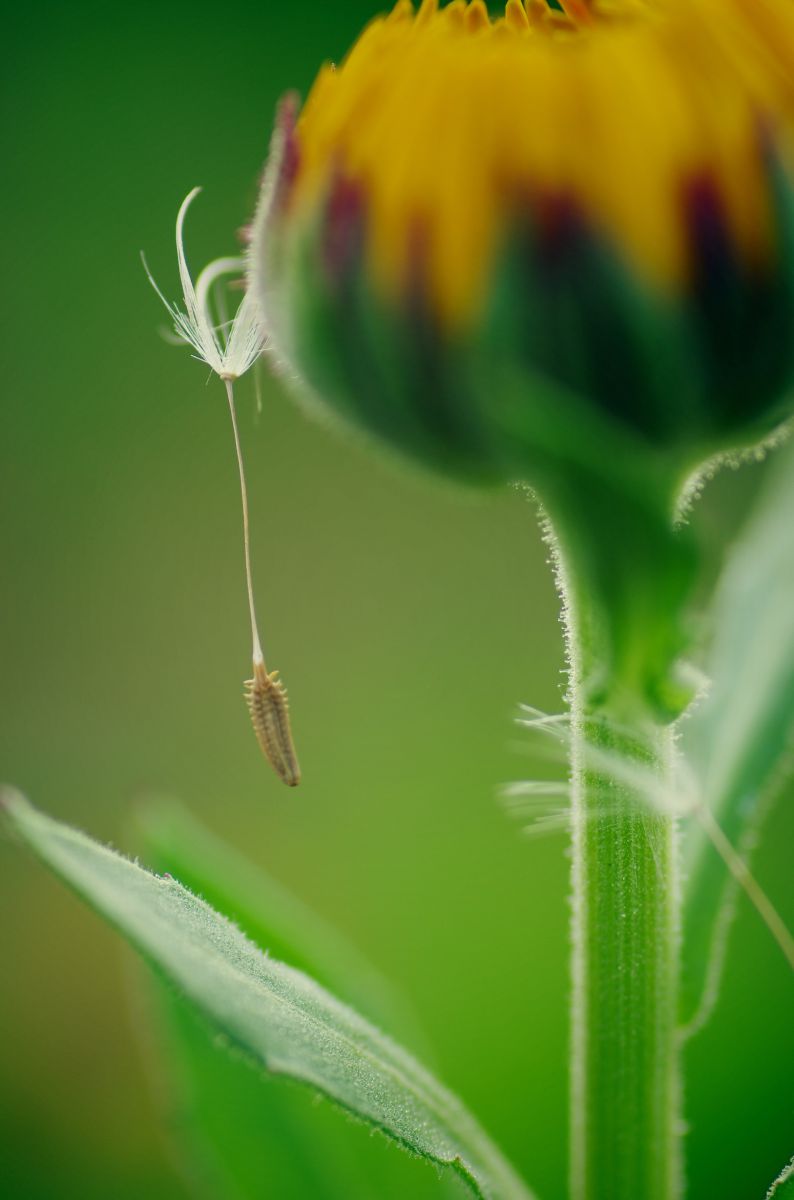 イヤリング | GANREF