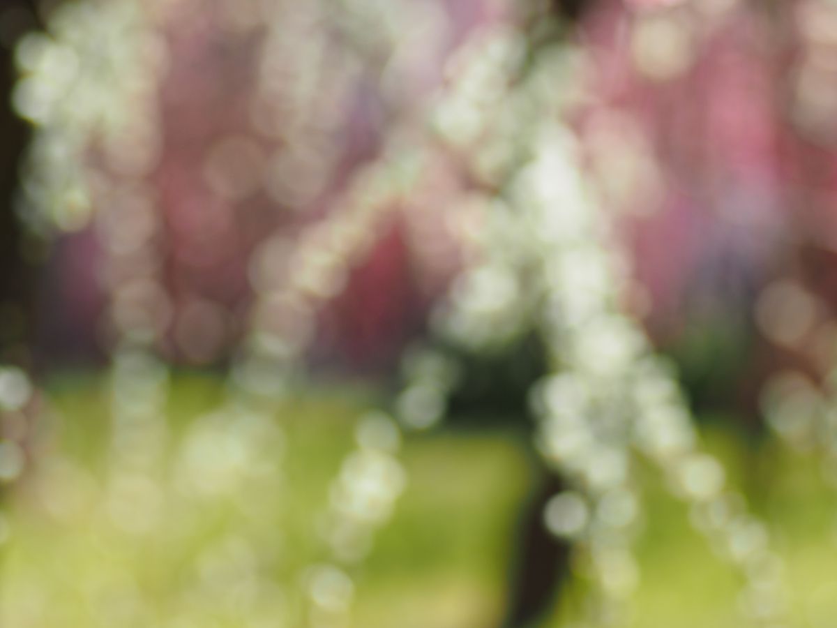 UMEイルミ | GANREF