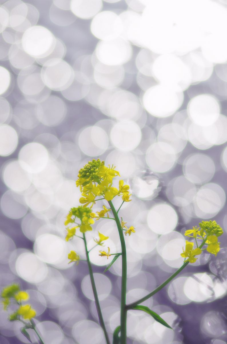 spring dance | GANREF