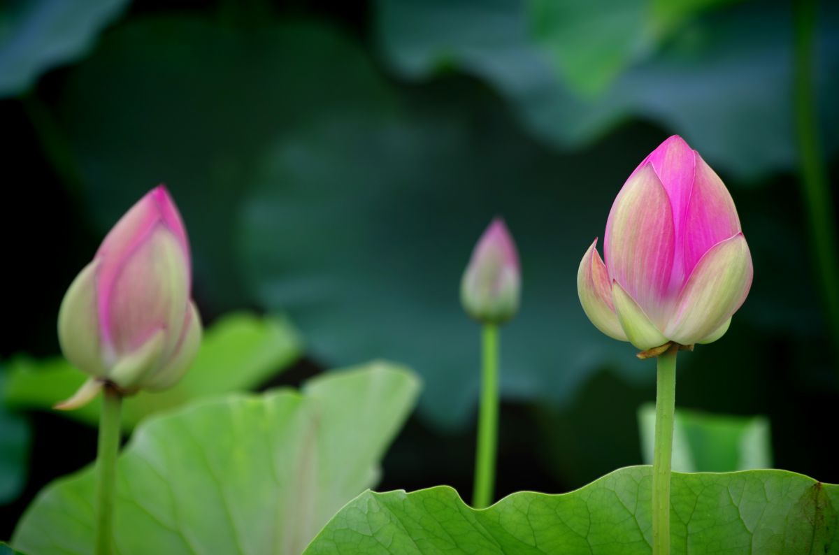 イチ・ニ・サン♪ | GANREF