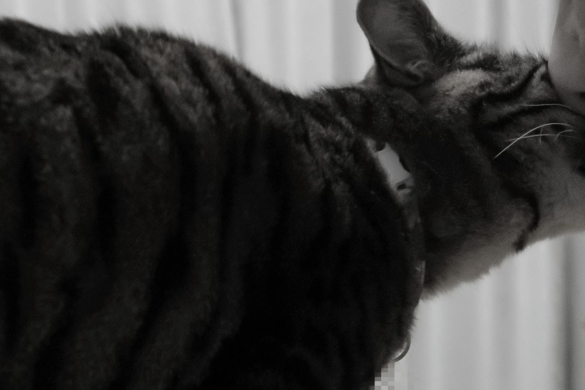 ¨次女¨104/我が家の家族になる/2018.05 | GANREF