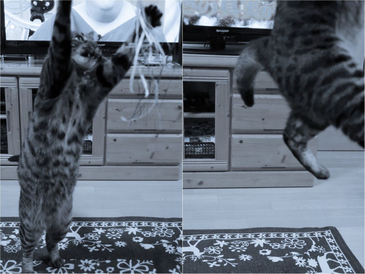 ¨次女¨89/我が家の家族になる/2018. | GANREF