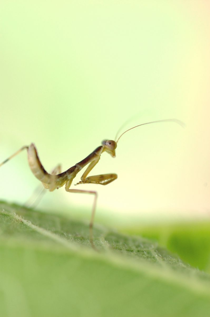 little カマキリ | GANREF