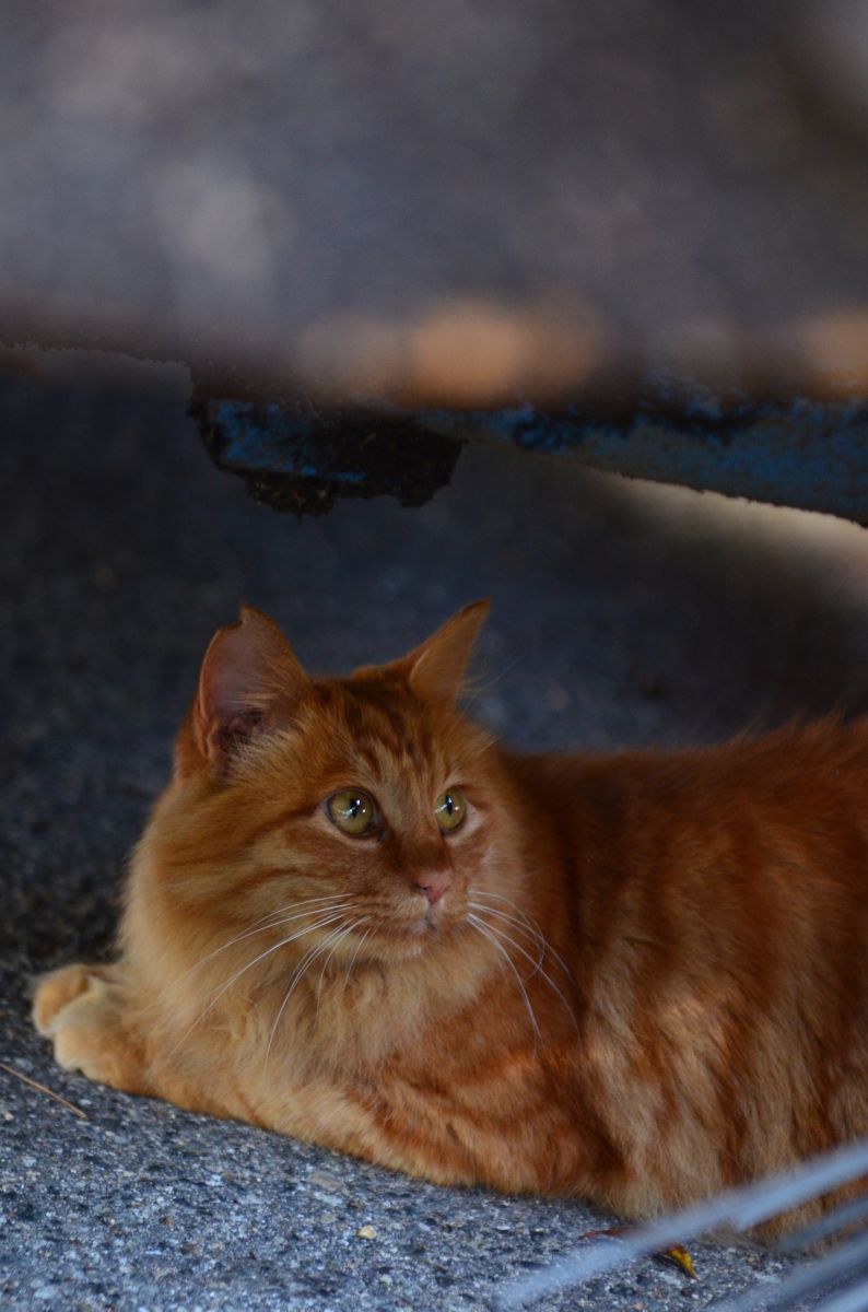 ニャンですか？ | GANREF