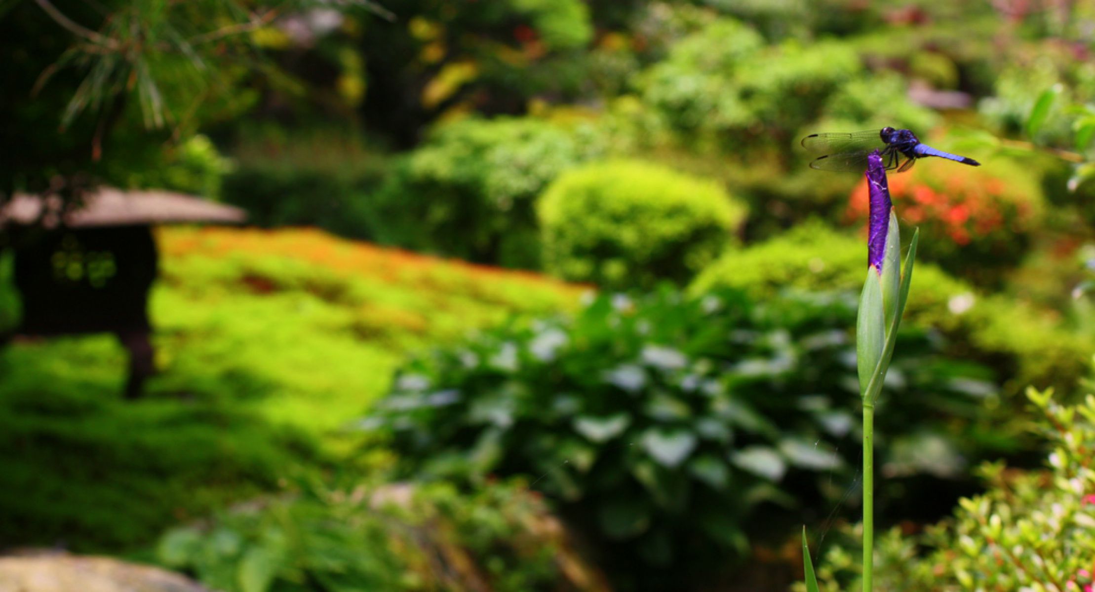 君は庭園を見て何をおもふ | GANREF