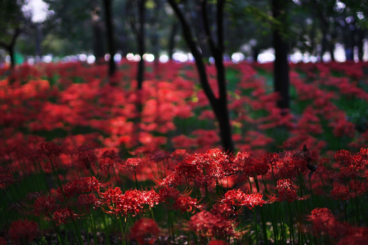 巾着田2019 | GANREF