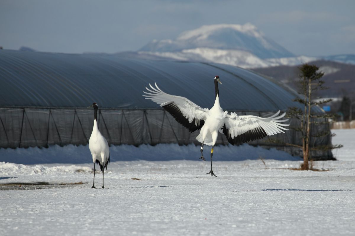 Let's dance !! | GANREF