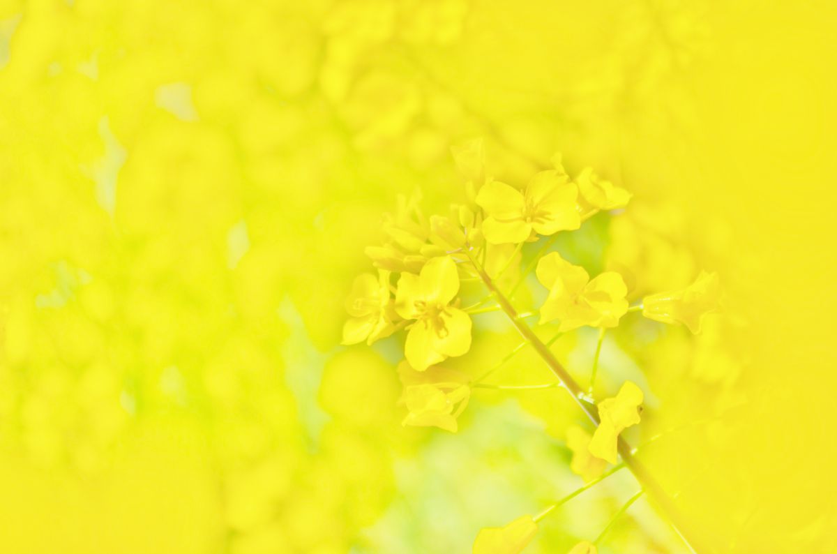 Yellow | GANREF