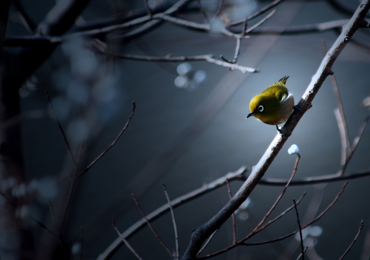 春の使者 | GANREF