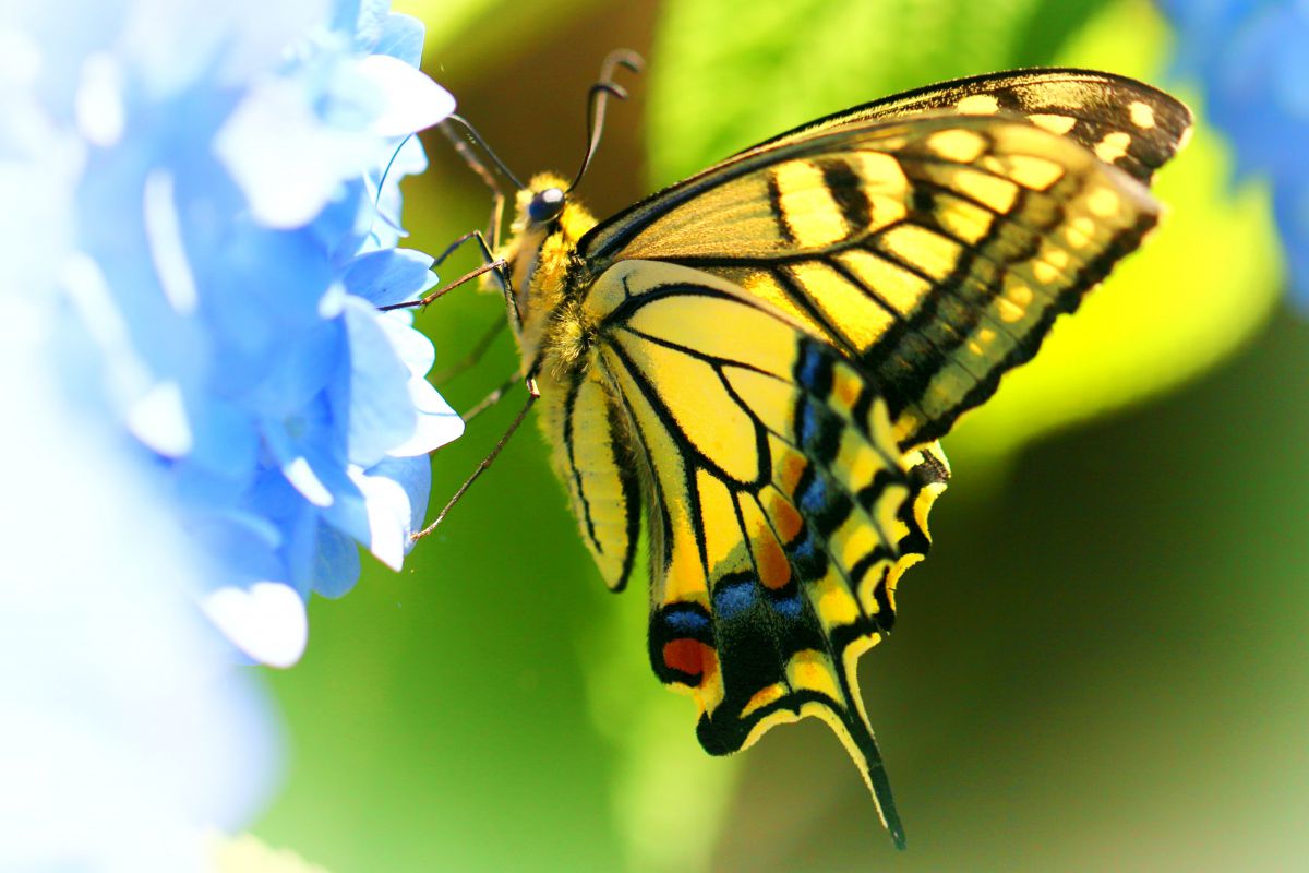 swallowtail | GANREF