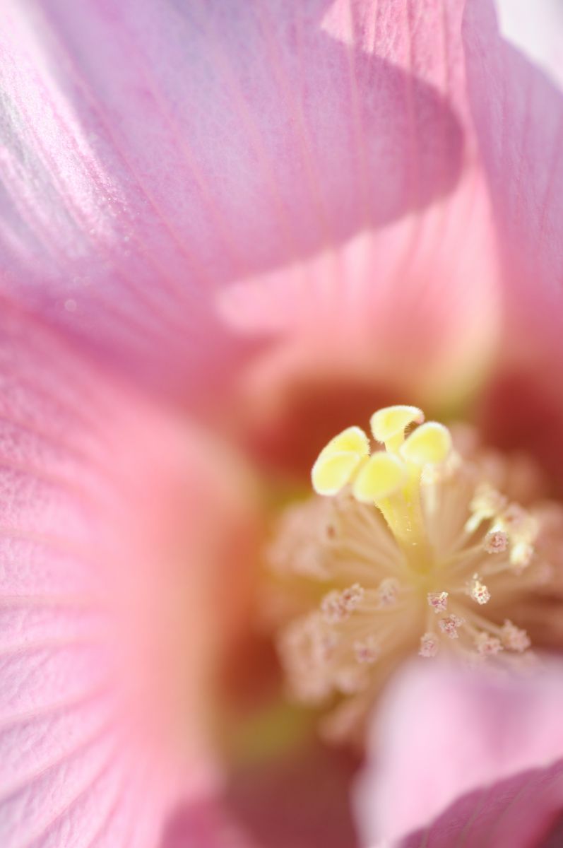 ペールピンクに包まれて | GANREF