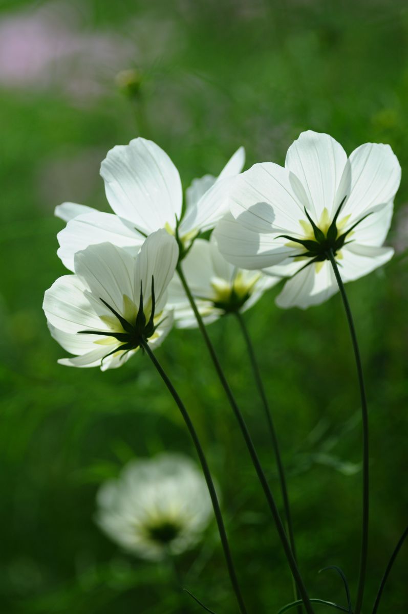 純白秋桜 | GANREF