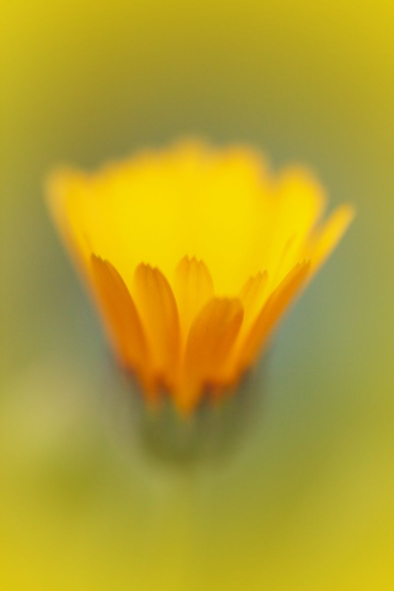 ぼんぼり | GANREF