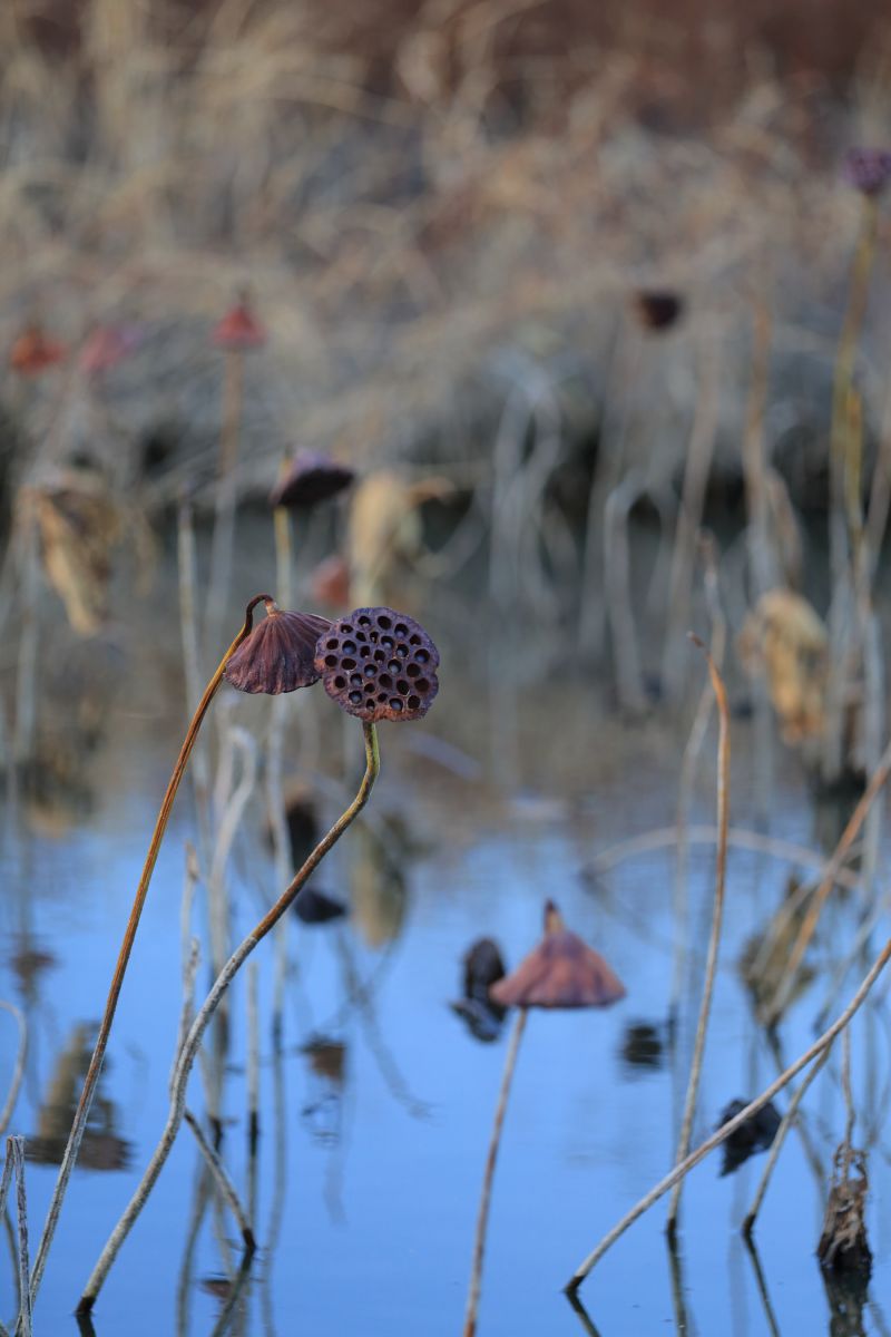 寄り添って | GANREF