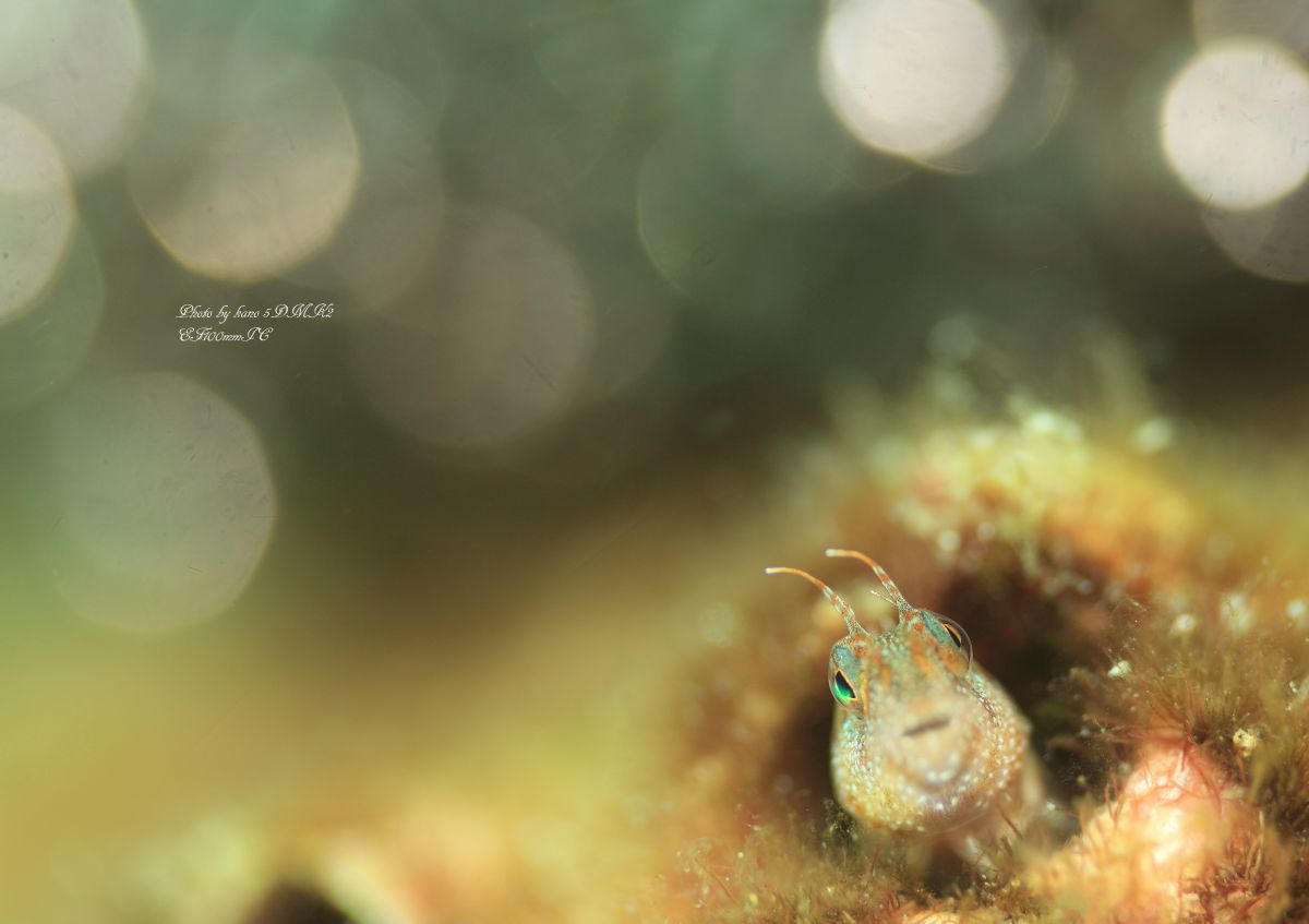 あっち向いてホイ!! | GANREF