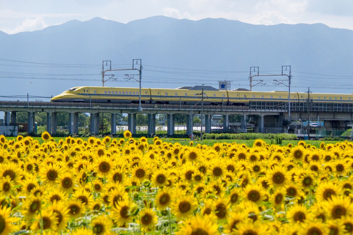 Yellow ＆ Yellow | GANREF