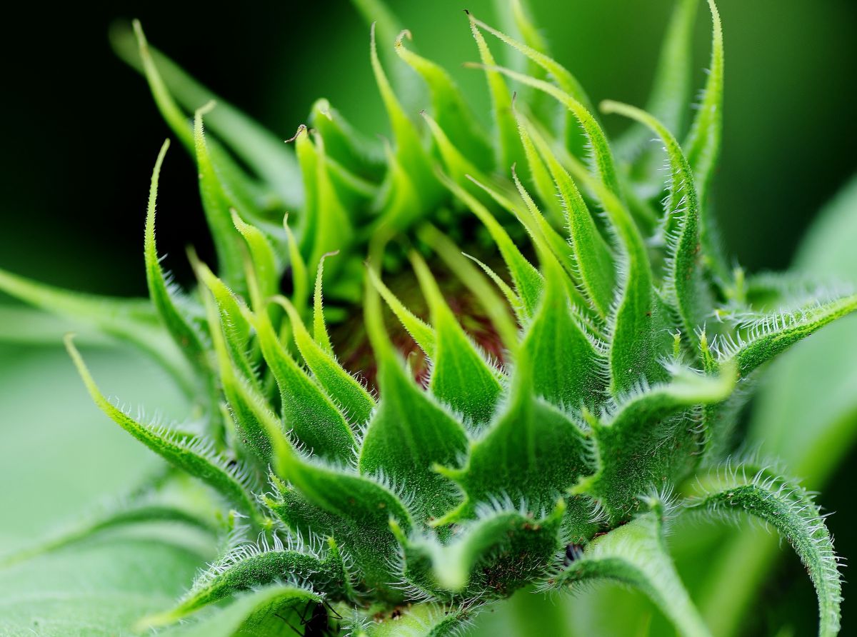 若き情熱 | GANREF