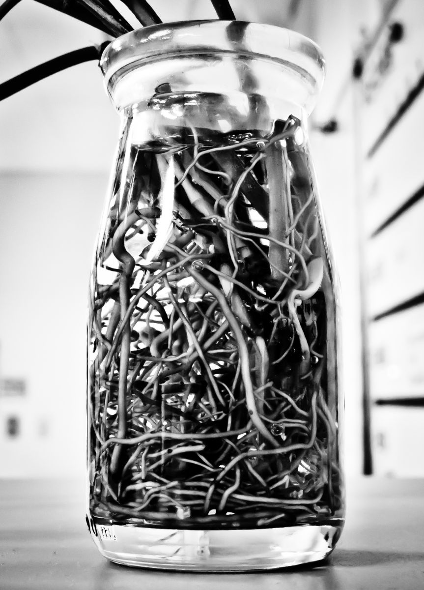 Root Research | GANREF