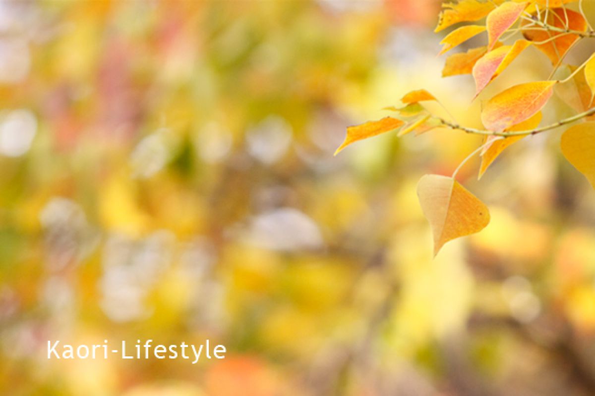 やわらかな日差し | GANREF