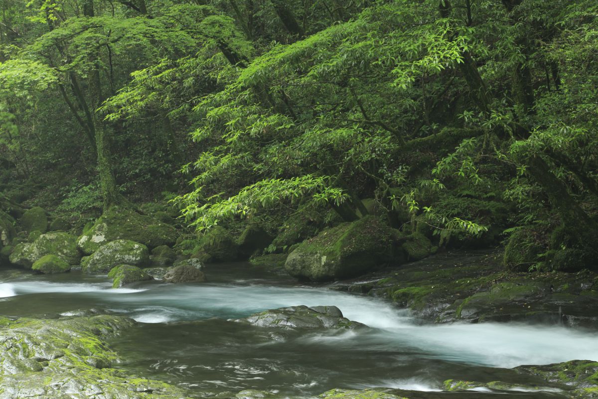 雨の流れ | GANREF