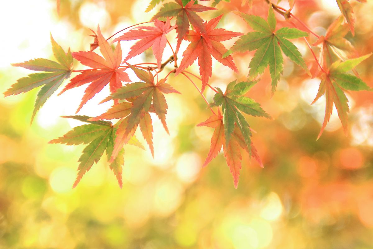 きらっふわっ | GANREF