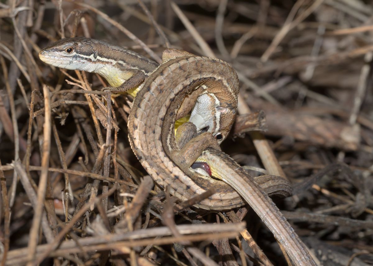 拡大注意！「命を繋ぐ」 | GANREF