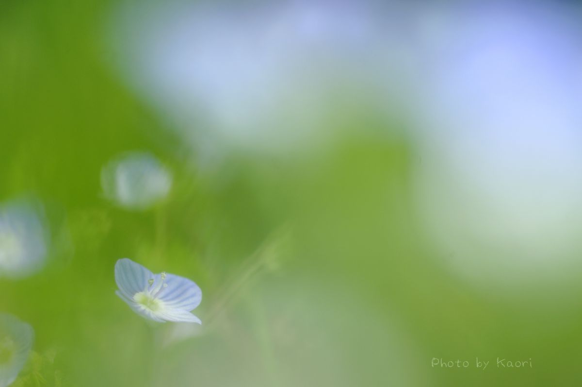 Spring Dream | GANREF