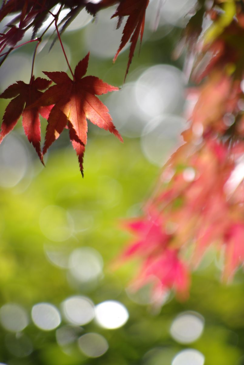 光と戯れて | GANREF