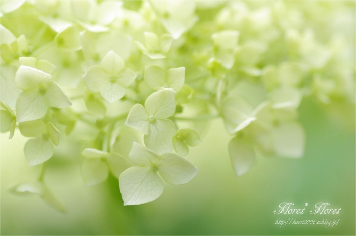 アナベル | GANREF