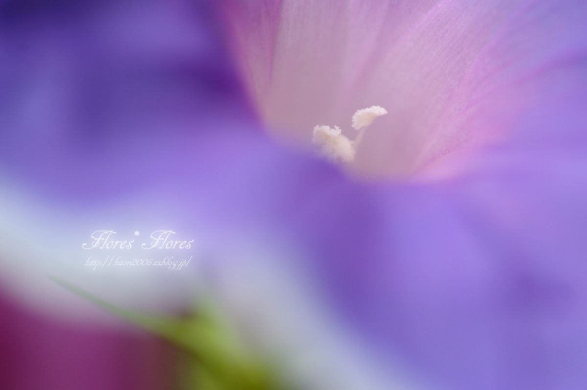 おはよう | GANREF