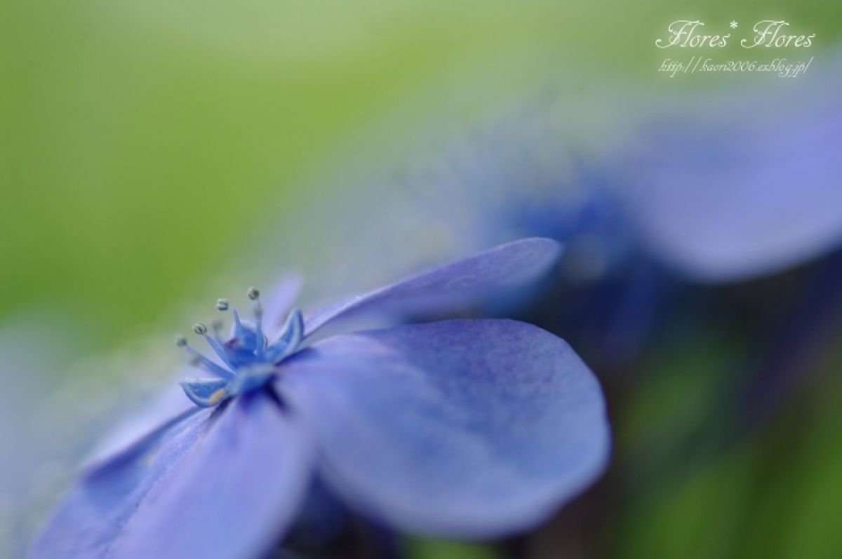 Blue Princess | GANREF