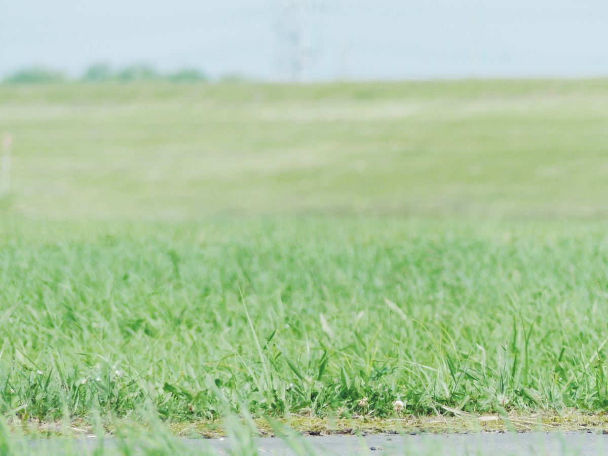 summer wind | GANREF